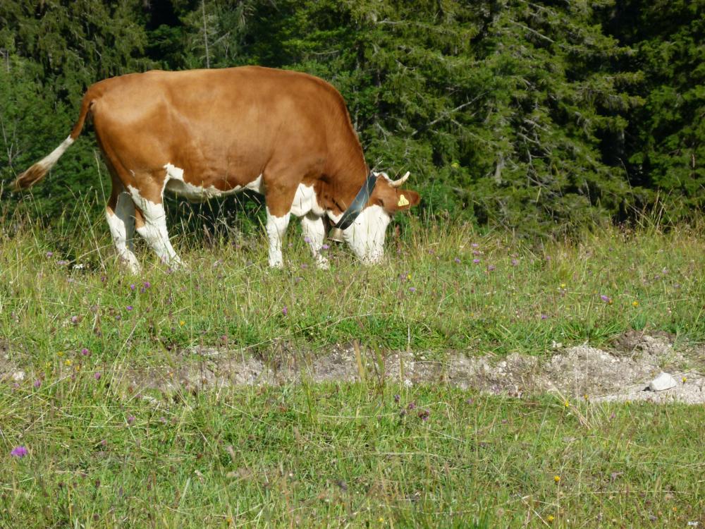Milchhandwerk / Hofkäse